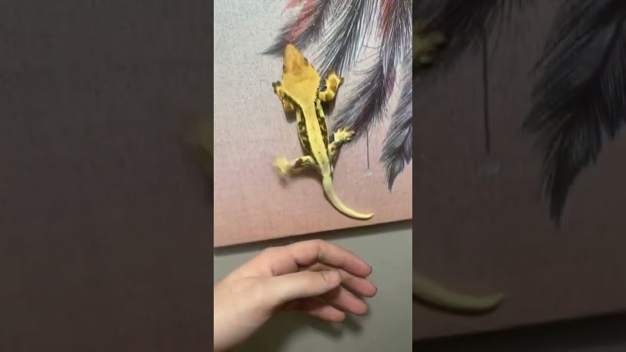 #reptiles #crestedgecko #shorts #crestedgeckos #reptile #reptilekeeper