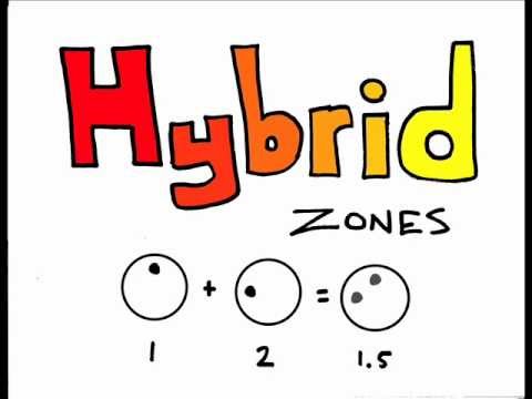 The Wonderful World of Evolution: Hybrid Zones