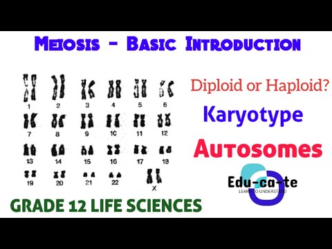 Meiosis Basic Introduction - Grade 12 Life Sciences