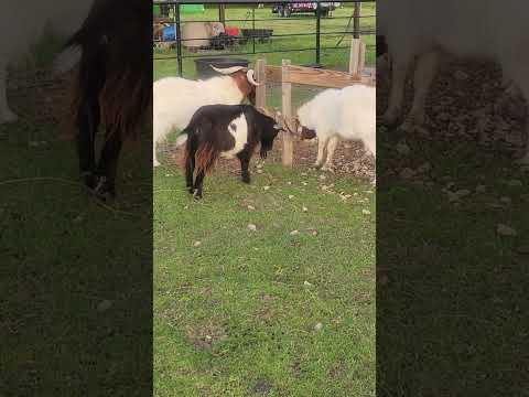 goats itching between horns