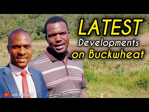 Latest Developments on Buckwheat: Interesting Opportunities that Can Shock You