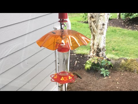 Totem Animals: How to Work with Eagle and Hummingbird