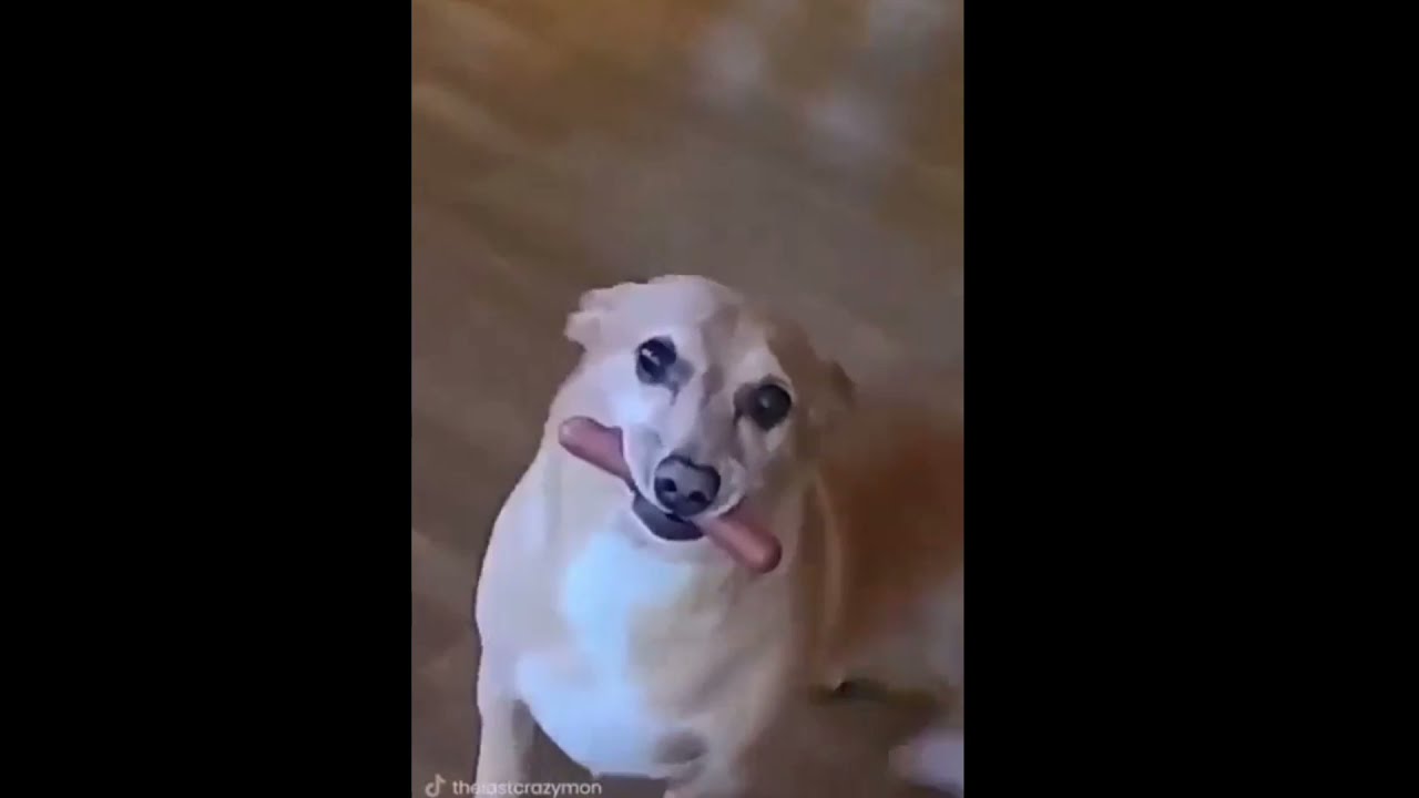 Happy dog with a hotdog.
