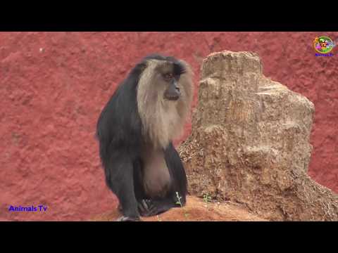 Lion Tailed Macaque Behavior !