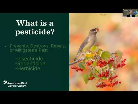 Neonics and Birds - Hardy Kern ABC