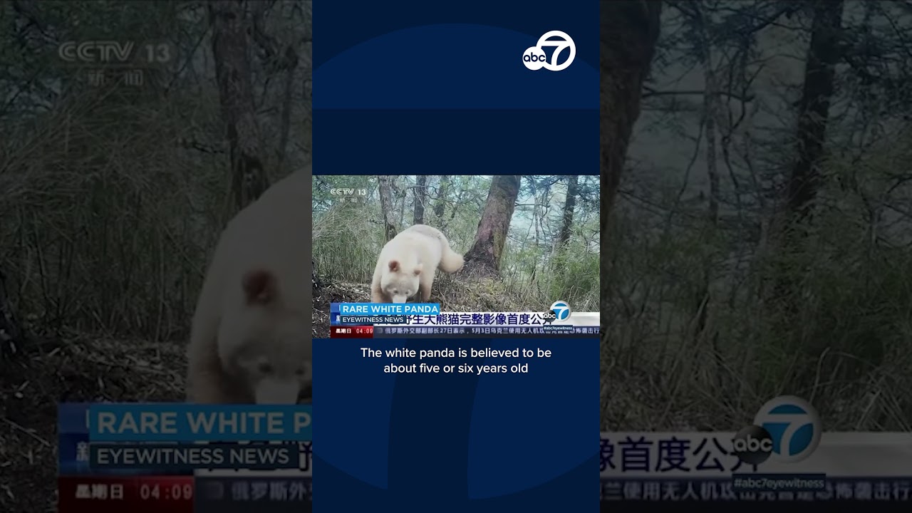 Rare video of what is believed to be the only white panda in the world