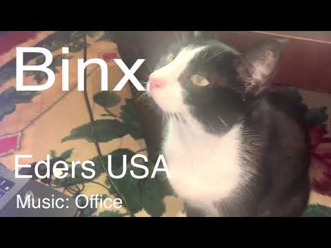 Binx My Buddy - My Cat Keep Me Company