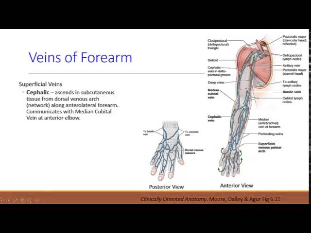 Understanding the Vasculature of the Forearm: Arteries and Veins ...