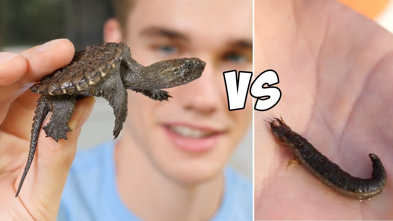 Baby Snapping Turtle vs Creepy Creature
