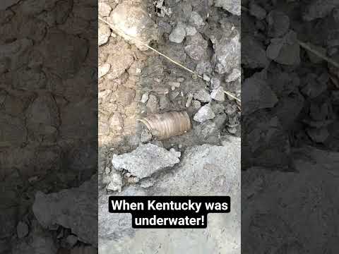 Squid-Like Sea Creatures Once Lived In Ancient Kentucky!