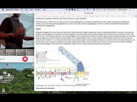 Introduction to the Archaea