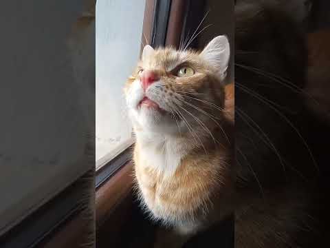 Red cat