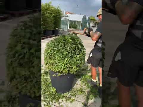 Trimming of a Carpinus betulus (Hornbeam) Topiary Ball