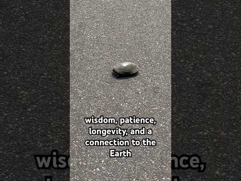Spiritual meaning of turtles đ˘