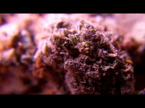 Episode 15 LAVENDER Prt1 Strain Flower Weed Review SOMA SEEDS BUDs Medical WEED HD