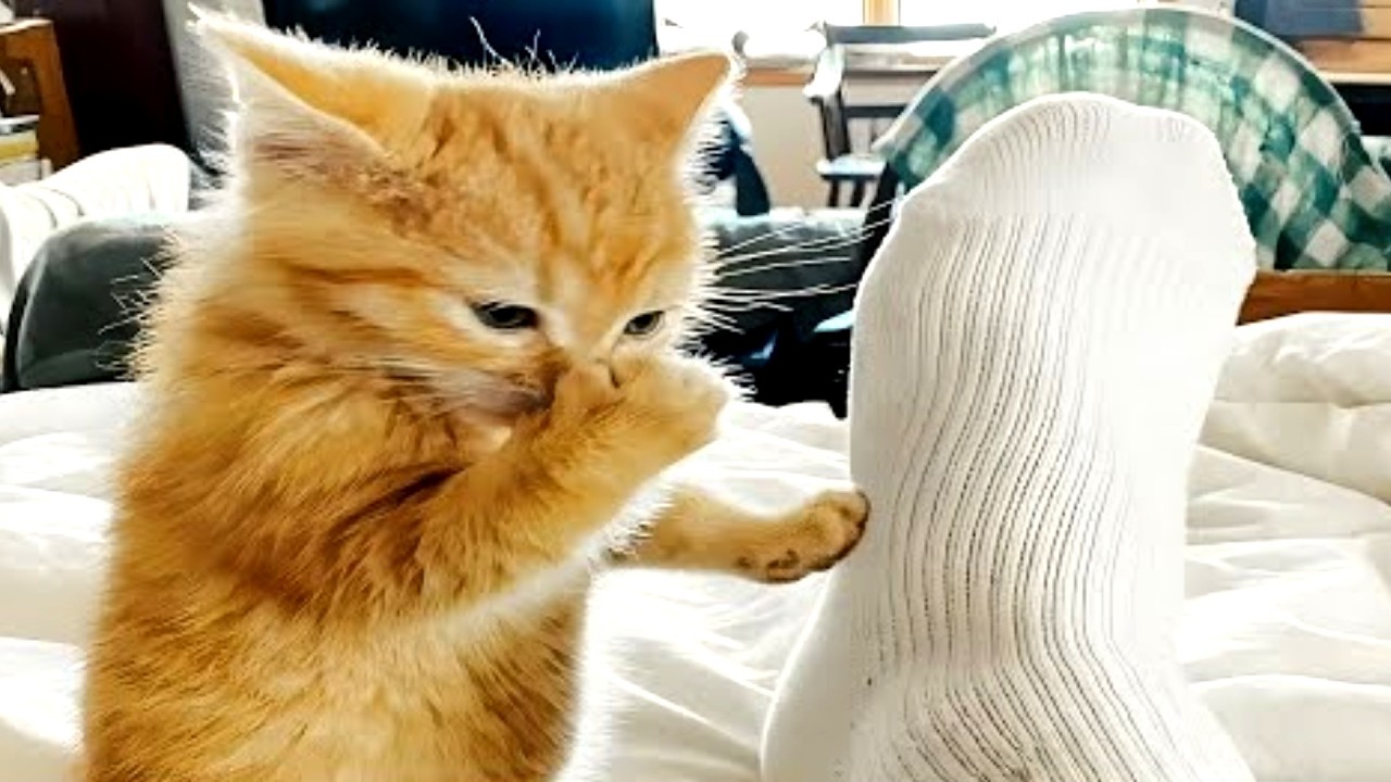Cats Try Not To Laugh 30