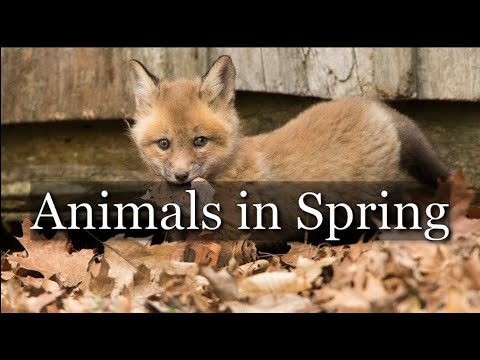 Animals In Spring