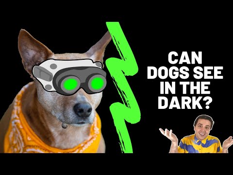 Can Dogs See In The Dark? Do Dogs Have Night Vision