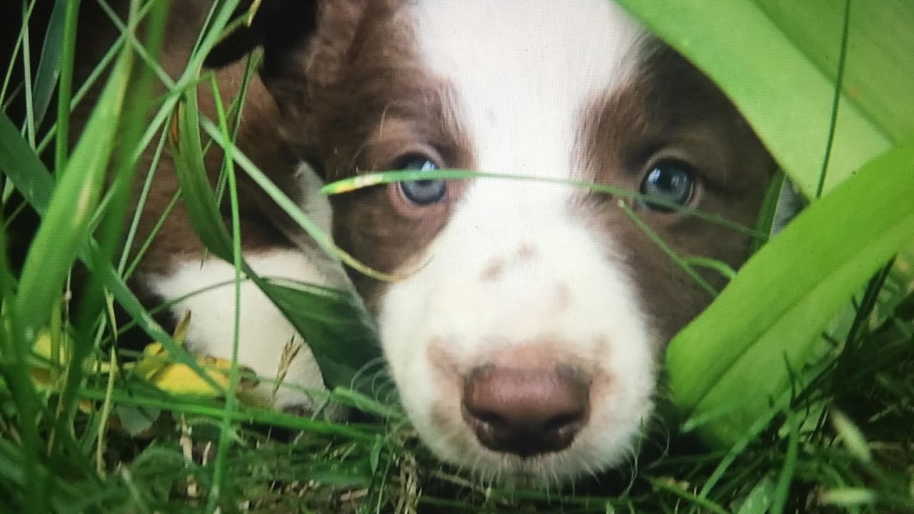 Cute Border Collie Puppies Playing!
