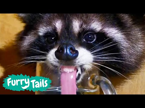 Funny Raccoon Moments 🦝 | Furry Tails