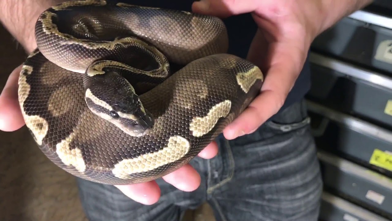 Ghi mojave M 2015