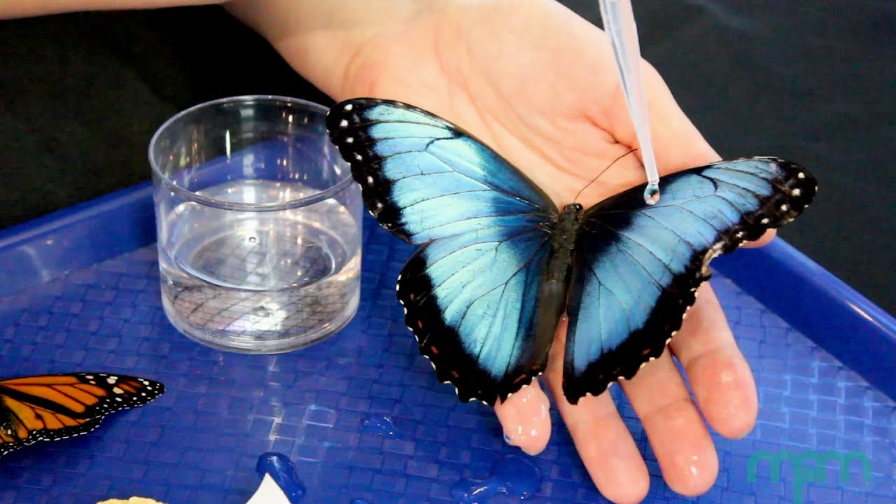 Wonders of Butterfly Wings