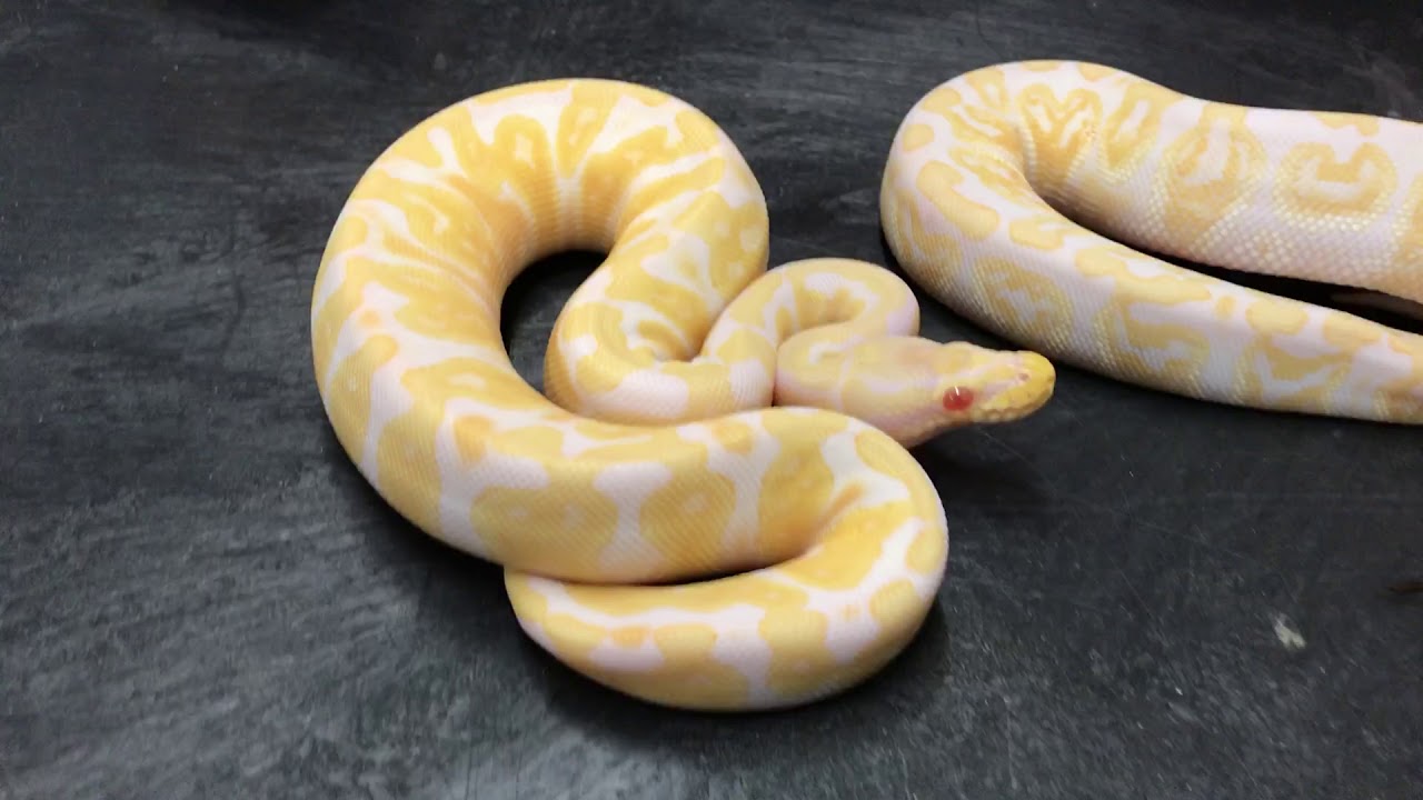 Ball Python Morphs #3  GHI part 1