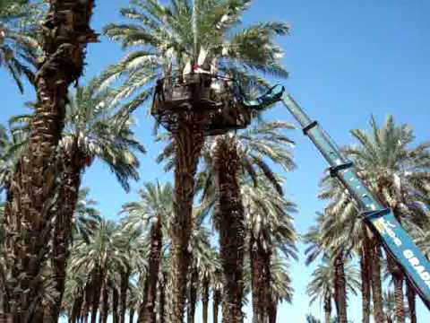 Medjool Date Harvesting from Seaview