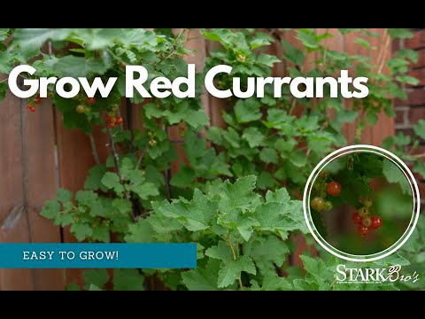 Delicious and Easy to Care for - The Red Currant