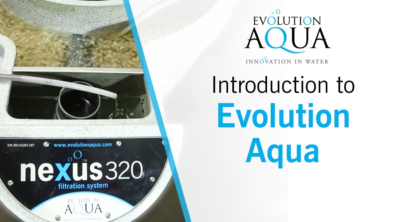 A Brief Introduction to Evolution Aqua