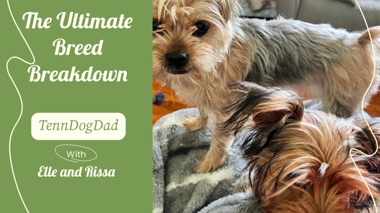Shorkie, Shih Tzu, Yorkie: The ultimate breed comparison! #dog #yorkie