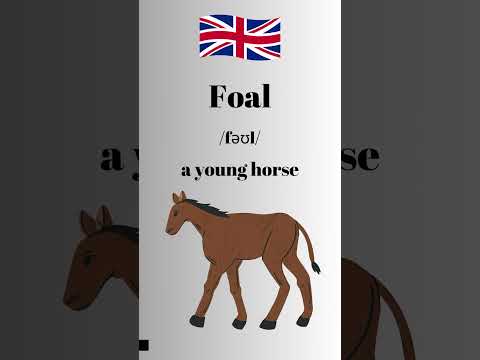 How to pronounce Foal in English British Accent #learnenglish #learnenglishtogether