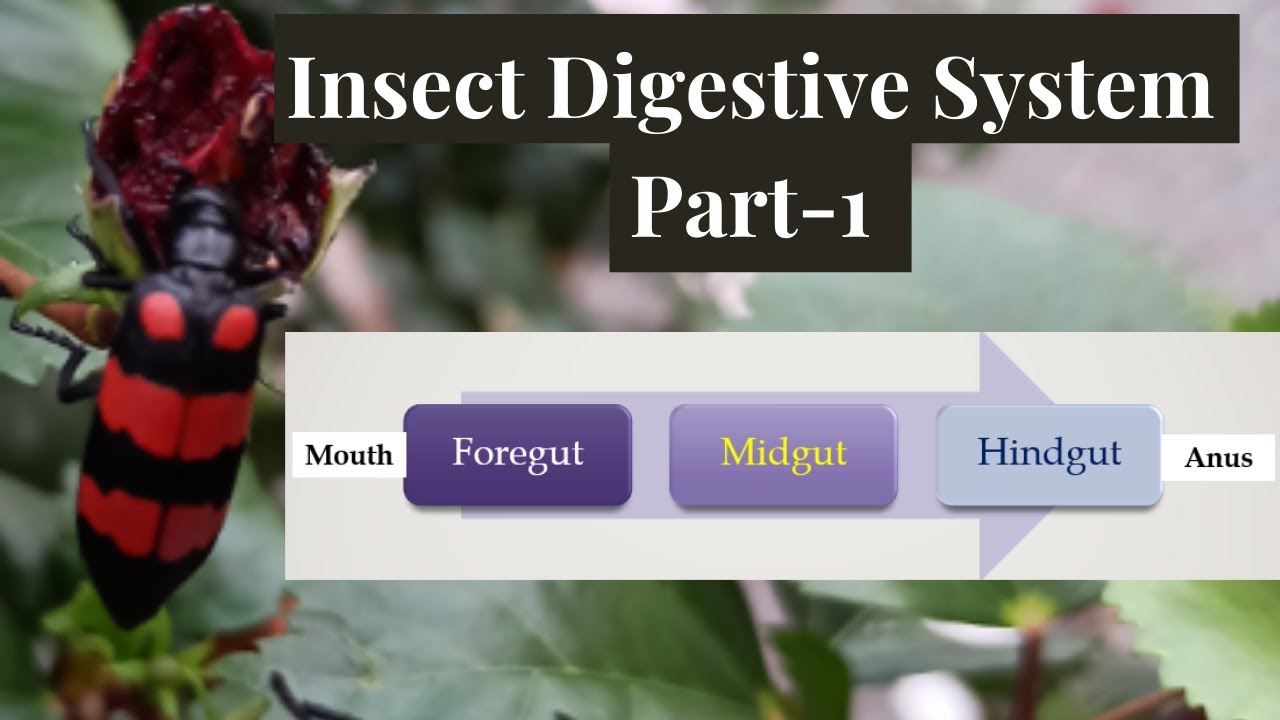Insect Digestive System - Part1