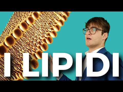 I LIPIDI in poco più di 2 minuti | Biologia FACILE per il TOLC-MED
