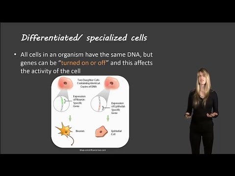 Cell differentiation