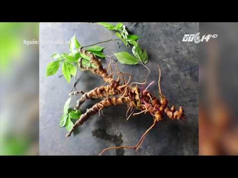 (VTC14)_Người dân đào được củ sâm Ngọc Linh 100 năm tuổi