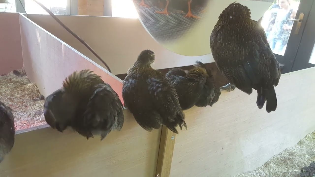 Bantam chicken;chick: Barbu d'Anvers 2/2