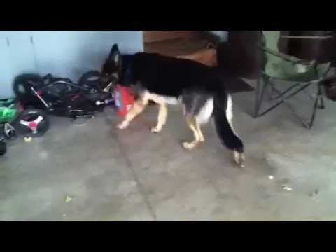 German shepherd grand mal seizures dog