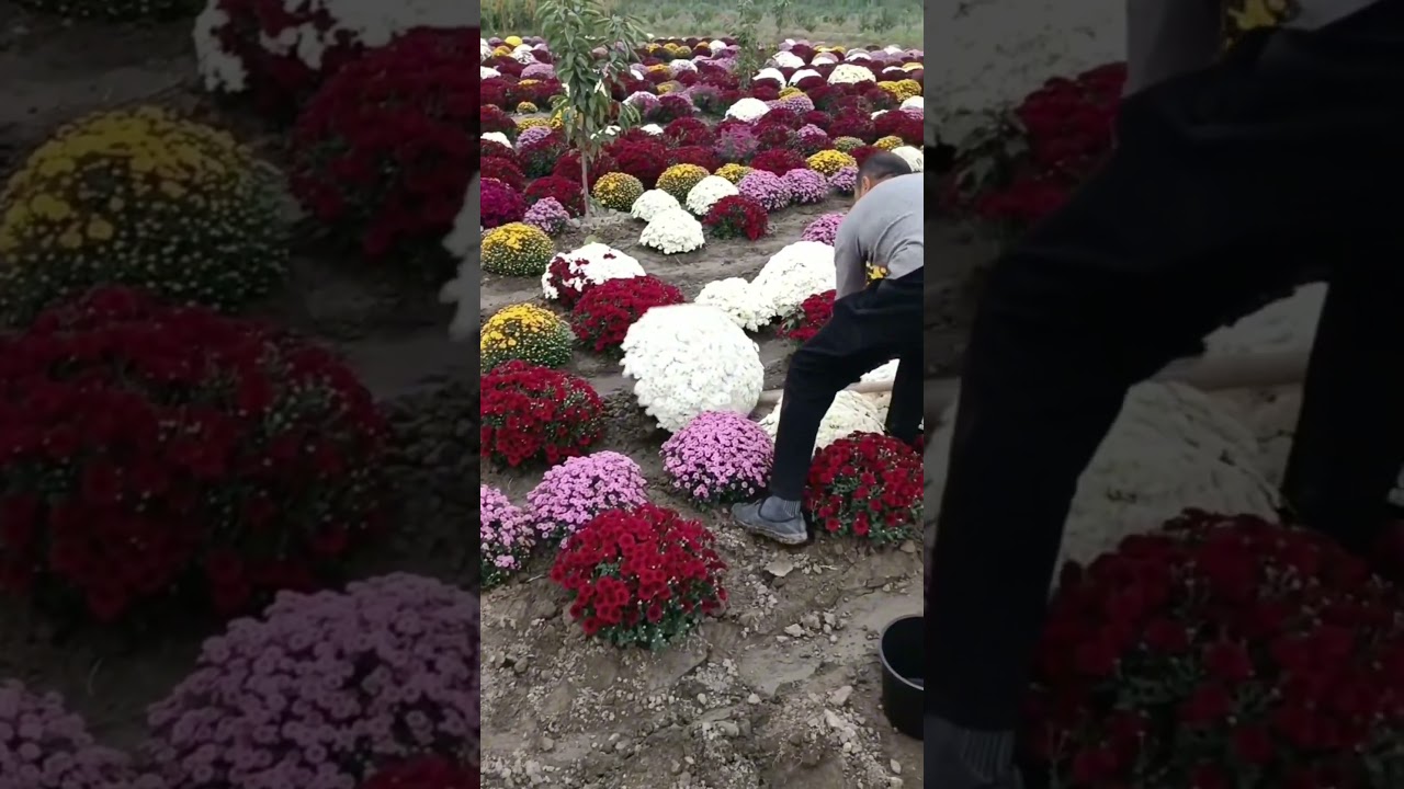 Panen Bunga termahal dan cantik #bunga #panenbunga #trik #pertanian #tipsberkebun