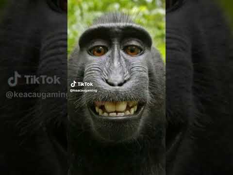 Monkey face