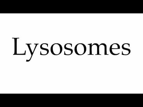 How to Pronounce Lysosomes