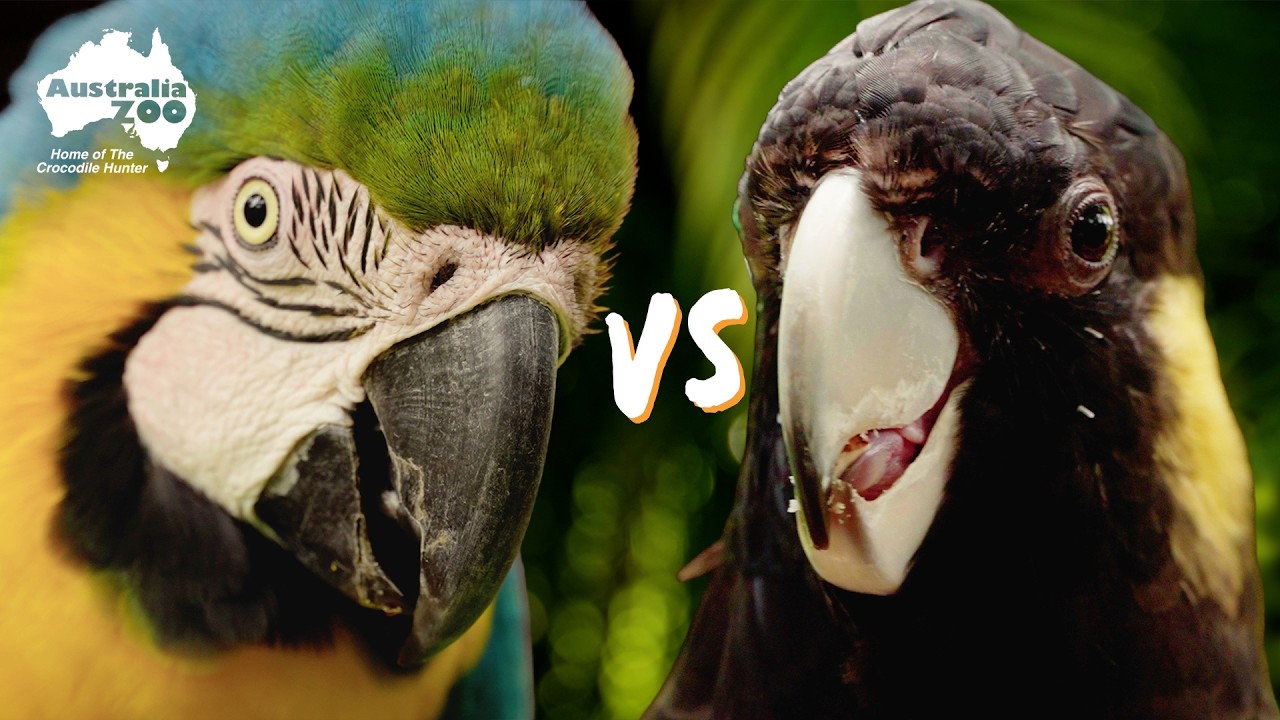 Cockatoos & Macaws | A-Parrot-ly They're Different?