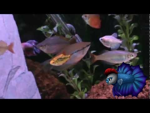 How to Breed Gold Barbs-Sexing Gold Barbs-Raising Gold Barbs