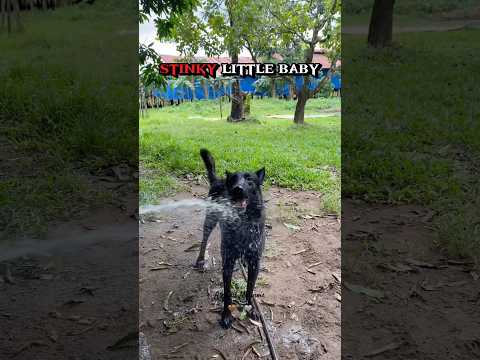Belgian Malinois shower time???????????? #asgardmalinois #ludwigmalinois #lunathegsd  #belgianmalinois