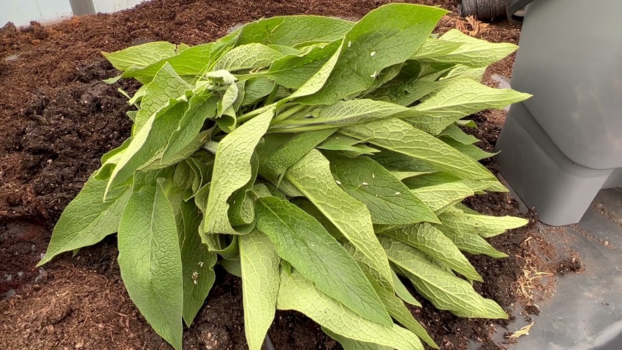 Making “no stink” comfrey feed