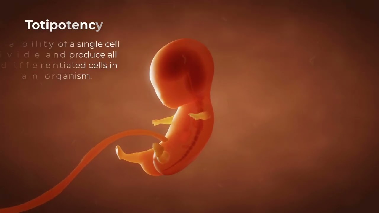 Understanding the Embryonic Origin of Tissues in Anatomy and Physiology ...