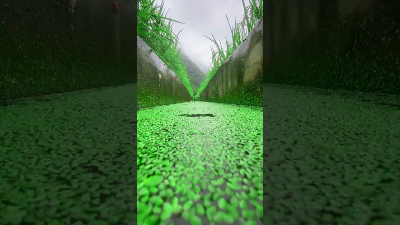 the beauty of nature - You didn't think it was that beautiful _224thclip #satisfying