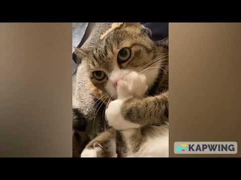 Purrfectly Hilarious Cat Jokes