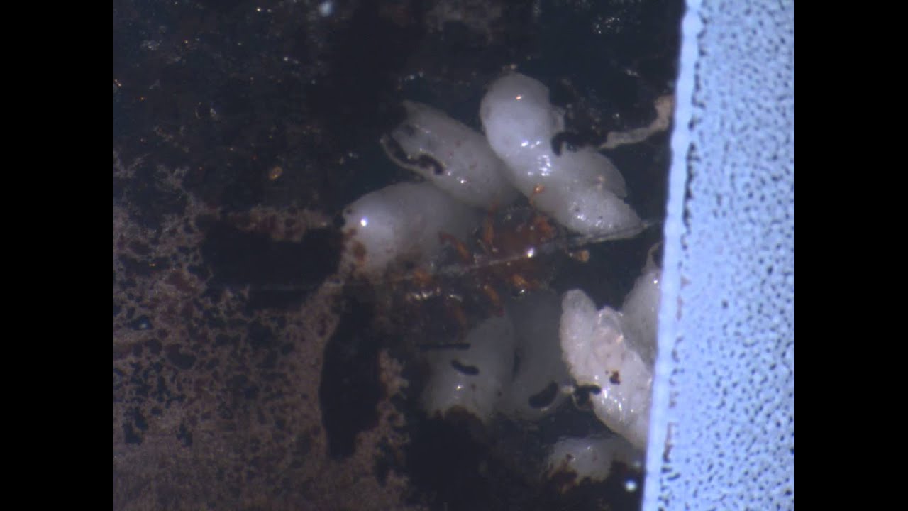 rearing Xylosandrus germanus