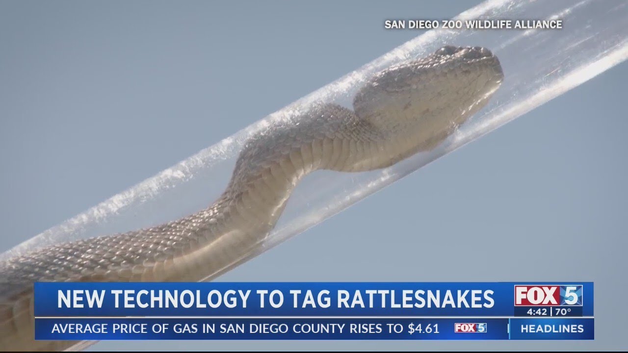 New Technology To Tag Rattlesnakes